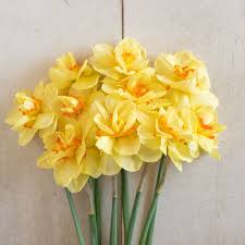 Narcizai pilnaviduriai geltoni su oranžiniu 'TAHITI', 5 svogūnėliai JUB ...