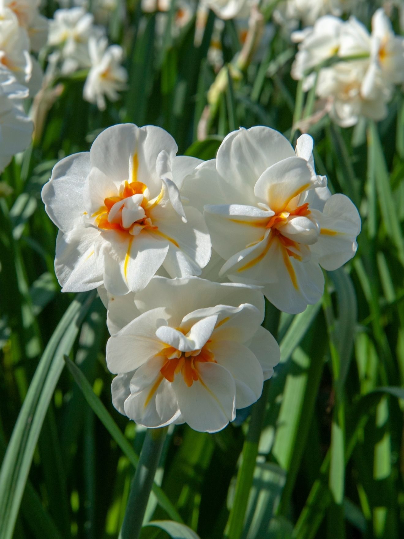 Narcizai daugiažiedžiai pilnaviduriai balti su geltonai oranžiniu ...