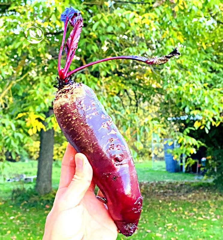 Raudonieji burokėliai cilindro formos, vidutinio vėlyvumo, vienadaigiai ...