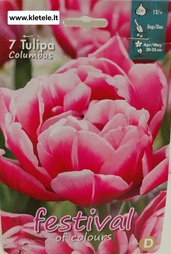 Tulpės pilnavidurės neaukštos, ryškiai rožinės su rausvu kraštuose ...
